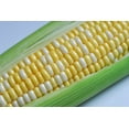 Peaches and Cream Sweet Corn Seeds 100 Seeds - Walmart.com