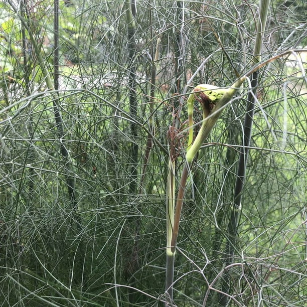 Fennel, Bronze Plant, (Foeniculum vulgare "Purpureum) 2.5 inch pot ...