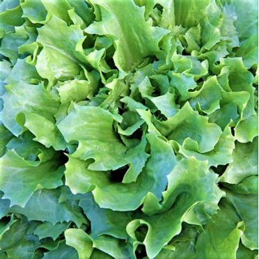 Prizehead Lettuce Seeds - 100 Count Seed Pack - Produces Luscious Slow ...