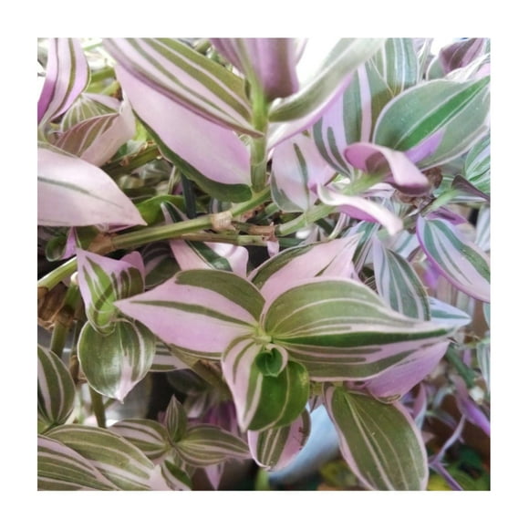 Wandering Jew Plant
