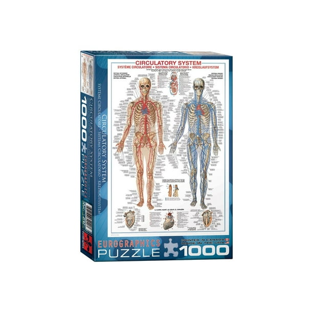 EurographicsPuzzles - Circulatory System - jigsaw puzzle - 1000 pieces ...