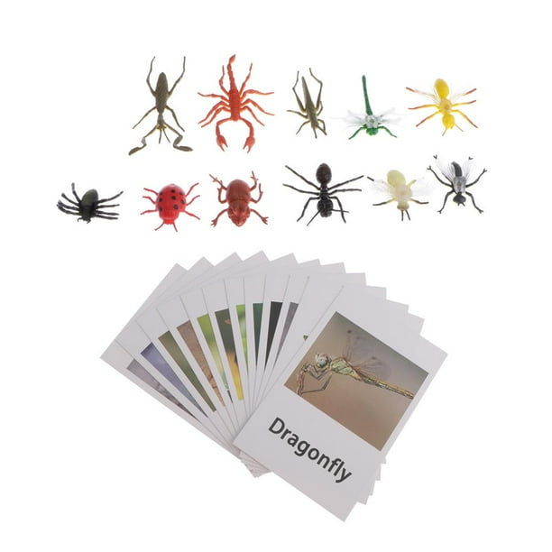Tarjetas de animales Montessori perfke Juguete de insectos educativos ...