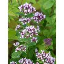 2000 SWEET MARJORAM Origanum Majorana Herb Flower Seeds - Walmart.com