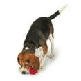 Rocket POP Freezable Water Toys for Dogs Keep Your Pup Cool on Hot ...