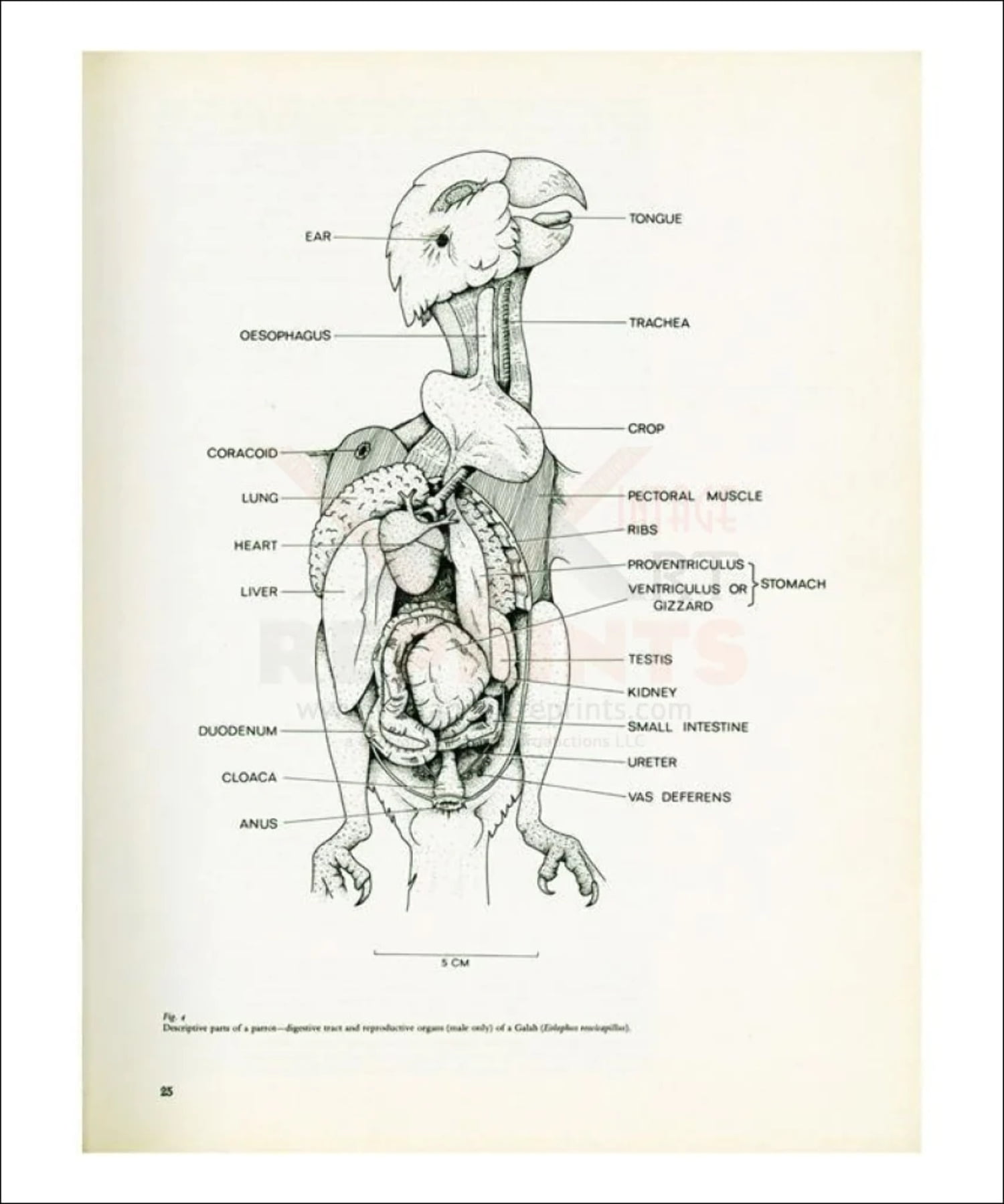 Bird Organ Anatomy