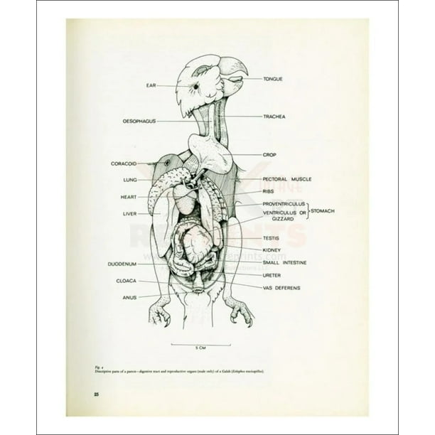 Anatomy: Body parts of a Parrot no. 25 - Walmart.com