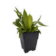 Starship™ Blue Perennial Plant - Lobelia - Quart Pot - Walmart.com