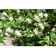 20 TRUE MYRTLE Myrtus Communis aka Common & Sweet Myrtle Fragrant White ...