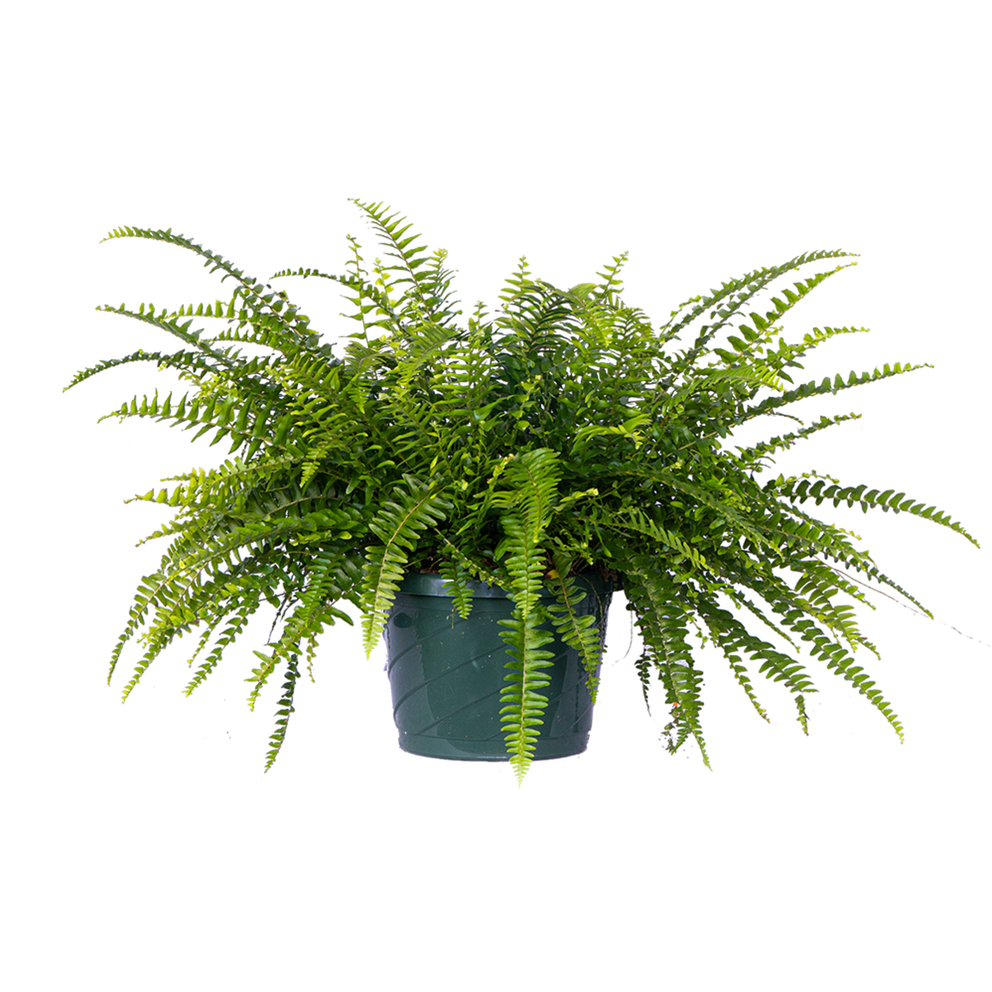 Click here for Plantsome Nephrolepis Exaltata Boston Fern (L) Liv... prices