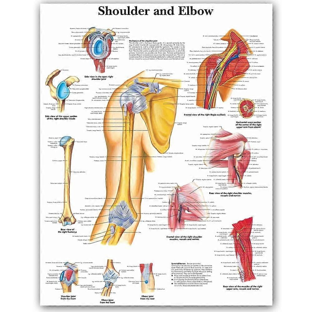 Anatomical Charts Posters for School - Shoulder and Elbow Anatomy ...