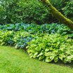 Hardy Outdoor Colossal Blue Hosta, Shade Loving Perennial Plant ...