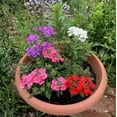 Set of 2 Mixed Color Verbena Live Plants 4-7 Inch Tall, Vibrant ...