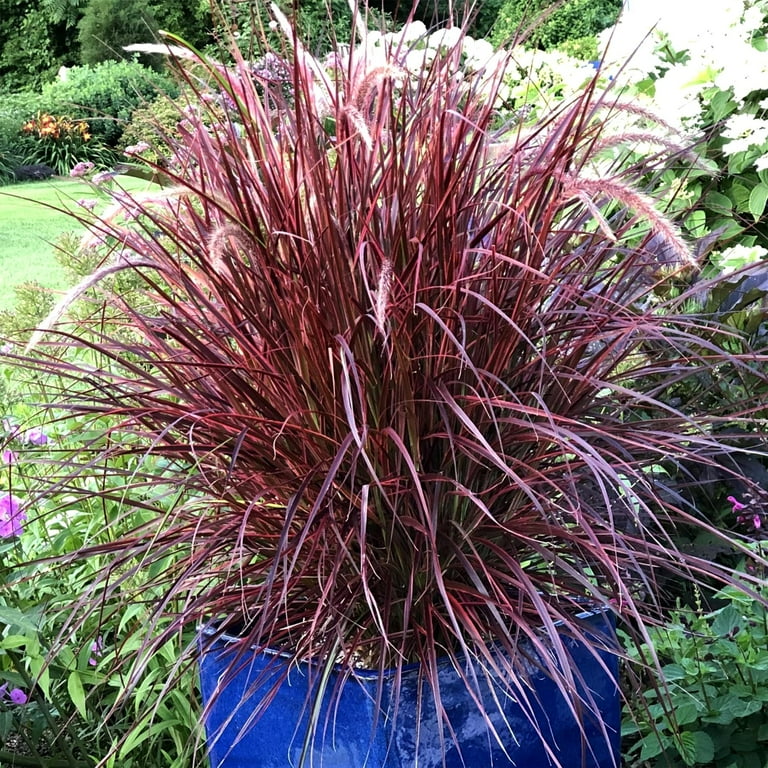 Pennisetum Setaceum Rubrum Dwarf Red Fountain Grass