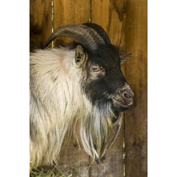 Issaquah, WA. African Pygmy goat portrait. Poster Print by Janet Horton ...