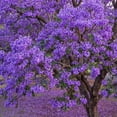 Jacaranda Tree Live Plant in 4'' Pot, Purple Jacaranda Mimosifolia Tree ...