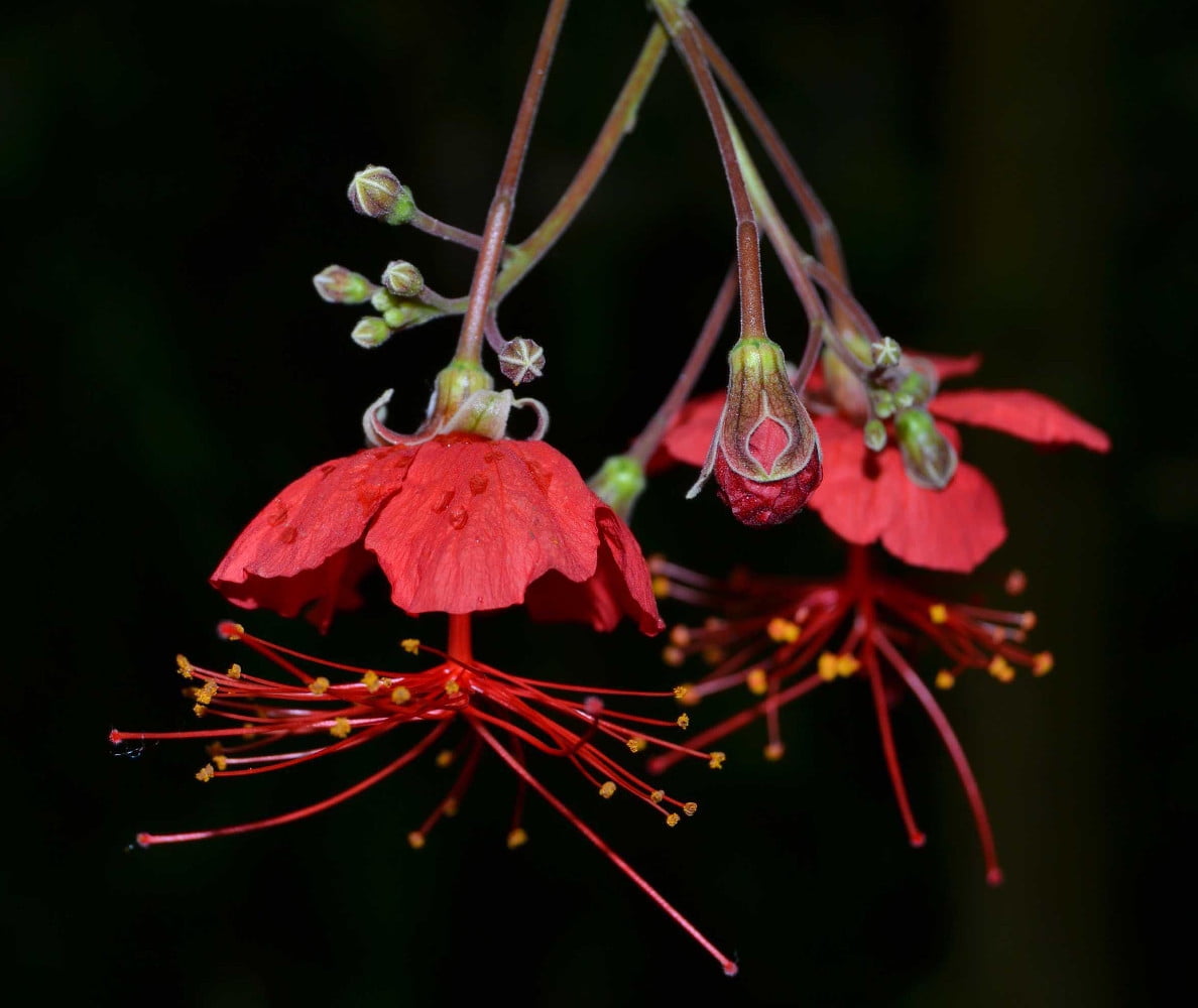 Chinese Hat Plant - Hibiscus grandidieri - 6" Pot - Walmart.com