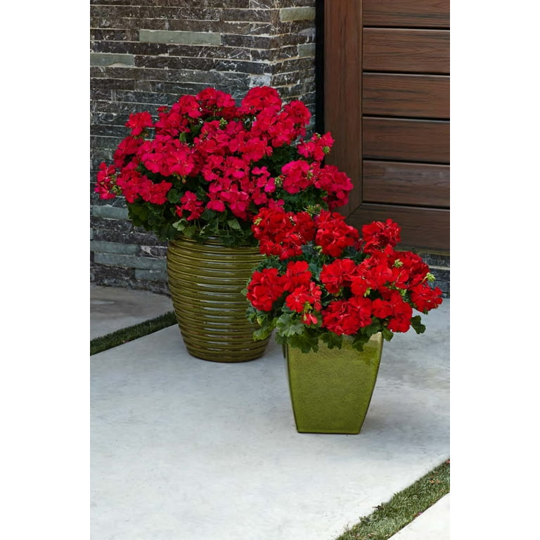 Geranium Plant Red