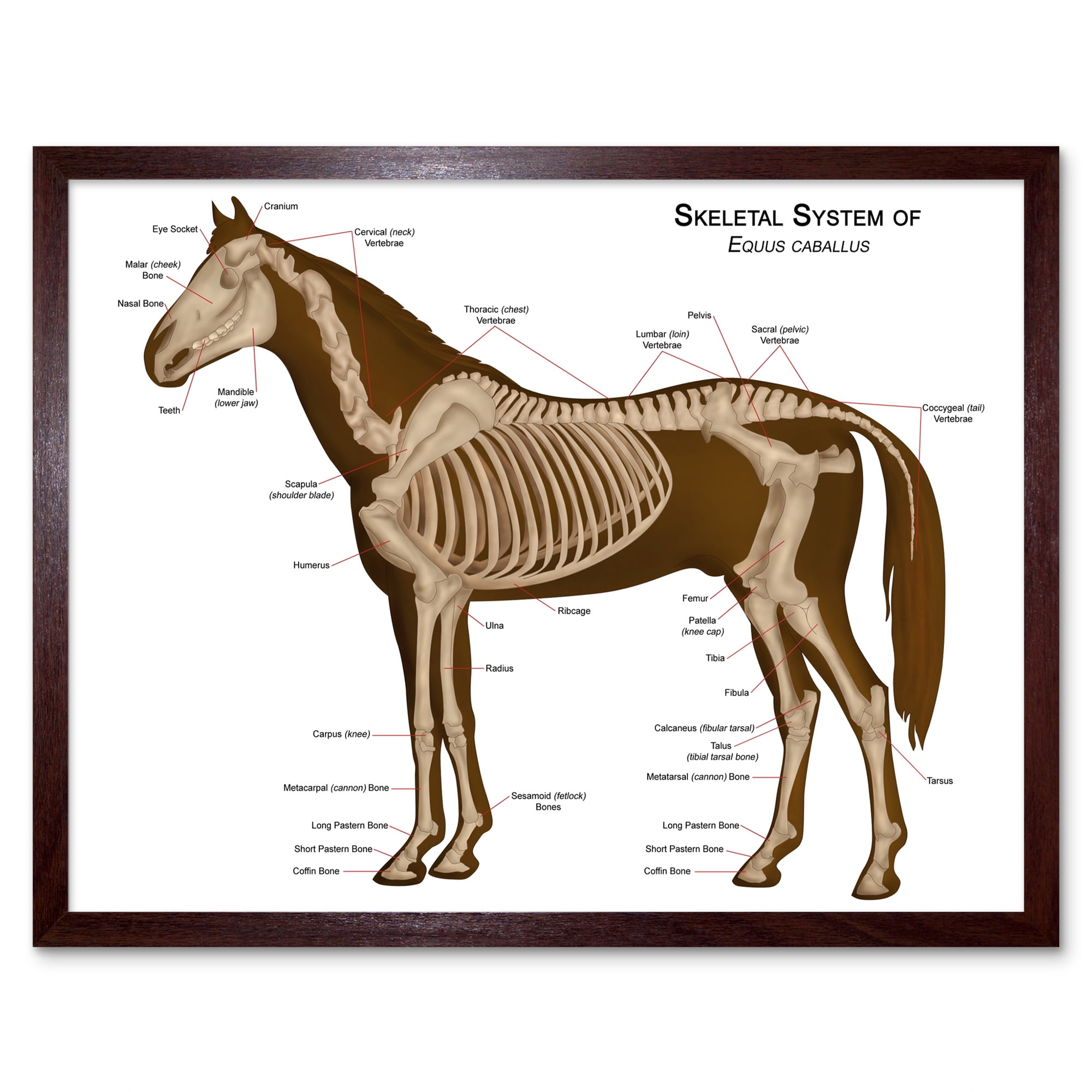 Skeletal System of Equine Veterinary Anatomy Chart Horse Animal Bones ...