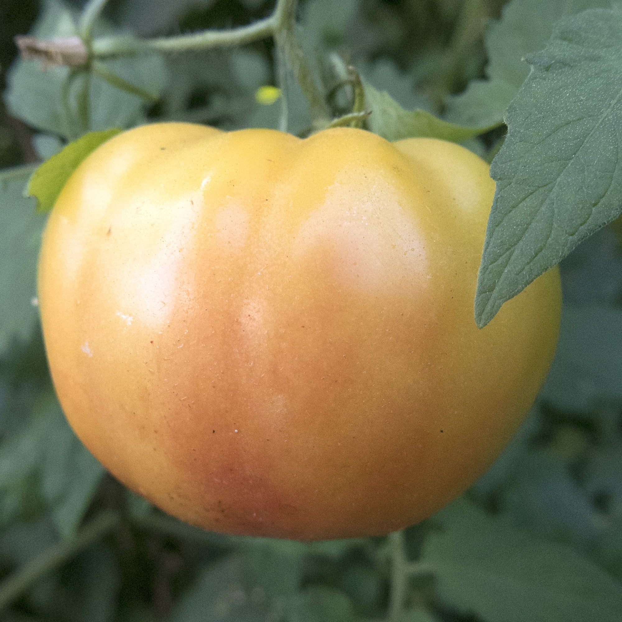 Hillbilly - Regular Leaf Tomato Seeds - 1 Lb ~108800 Seeds - Non-GMO ...