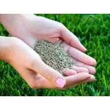 10,000 Emerald Zoysia Grass Seeds - Zoysia 'Emerald' - Lawn Grass ...