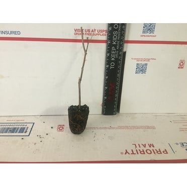 First Editions 18" Ruffled Red Magic Crape Myrtle Live Plant with Pot ...