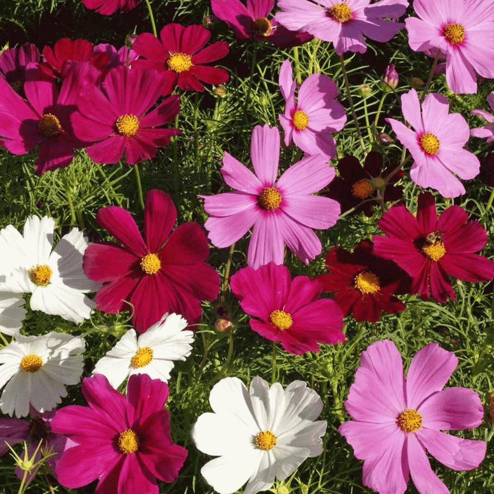 Everwilde Farms - 500 Dwarf Mixed Cosmos Garden Flower Seeds - Gold ...