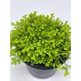 Garden Selaginella, 4 inch, Gold Club Moss, Golden kraussiana - Walmart.com
