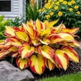 Midnight Blue Rainbow Hostas for Planting Outdoors--Easy Grow & Quick ...