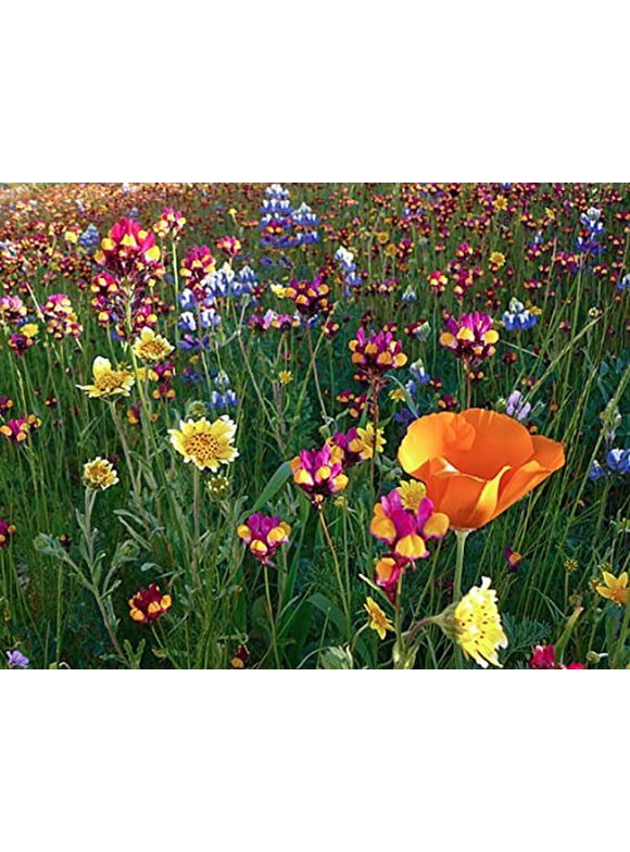 Wildflower Mix Flower Seeds in Seed Gardening - Walmart.com