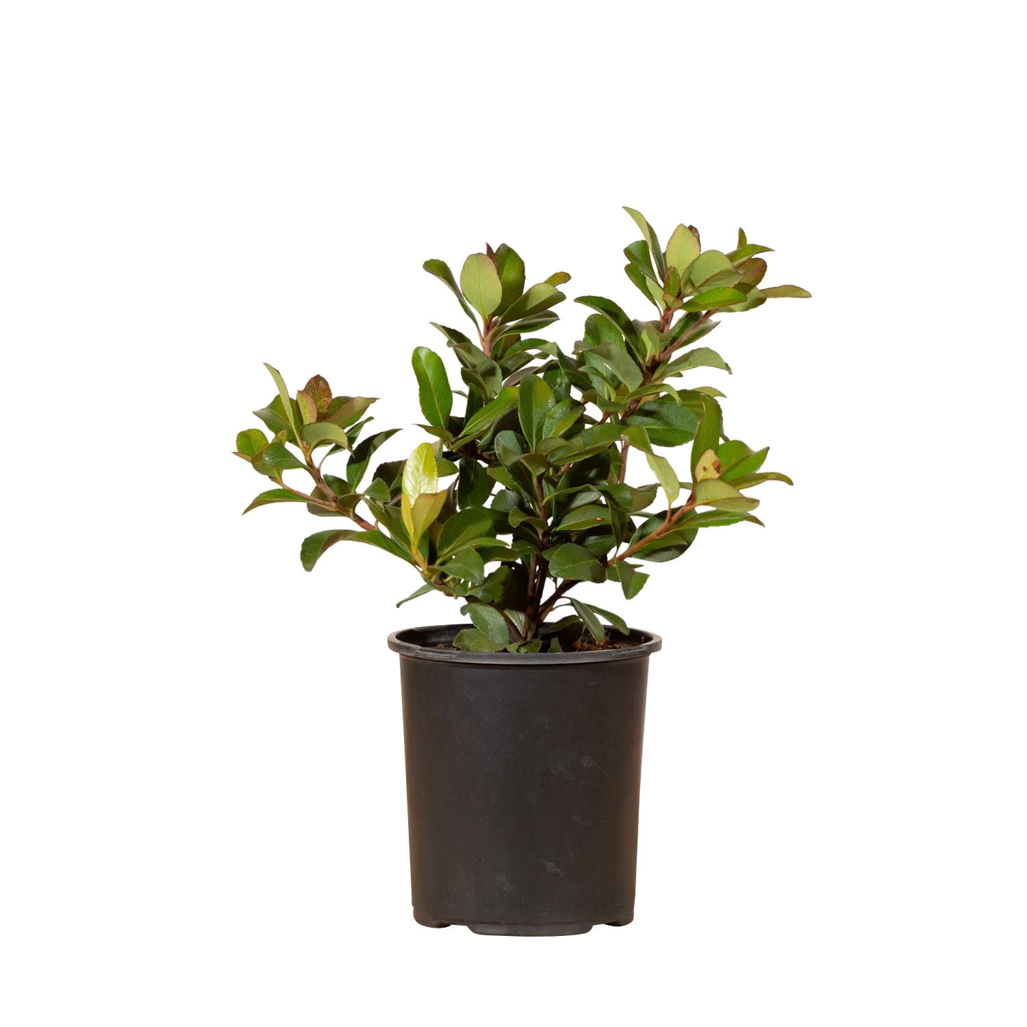 Snow White Indian Hawthorn (2.5 Quart) White Blooming Evergreen Shrub ...