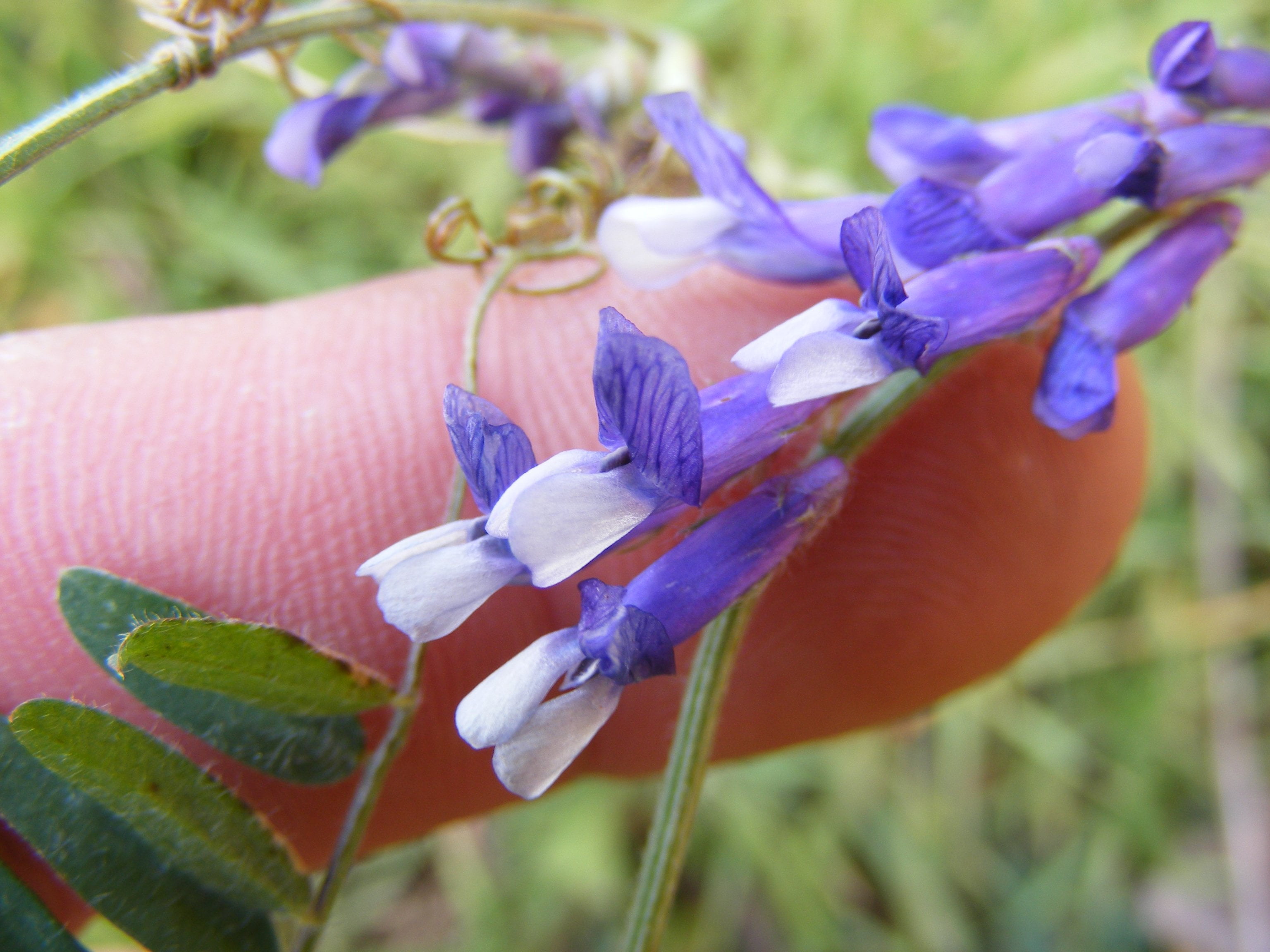 Hairy Vetch Legume Seed by Eretz - CHOOSE SIZE! Willamette Valley ...