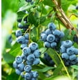 Top Hat Blueberry Plant Live, Dwarf Blueberry Starter Bush for Garden ...
