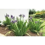 Walking Iris Apostle Plant 1 Extra Large 3 Gallon Plant Neomarica ...