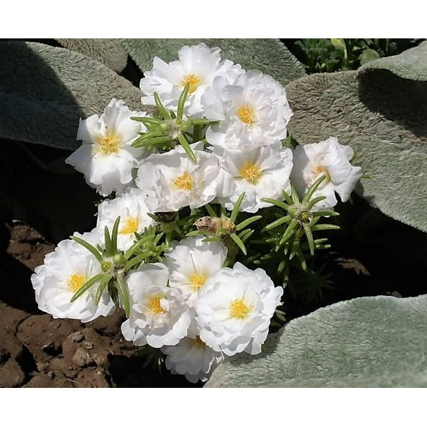100 White PORTULACA Grandiflora / MOSS ROSE Succulent Flower Seeds ...