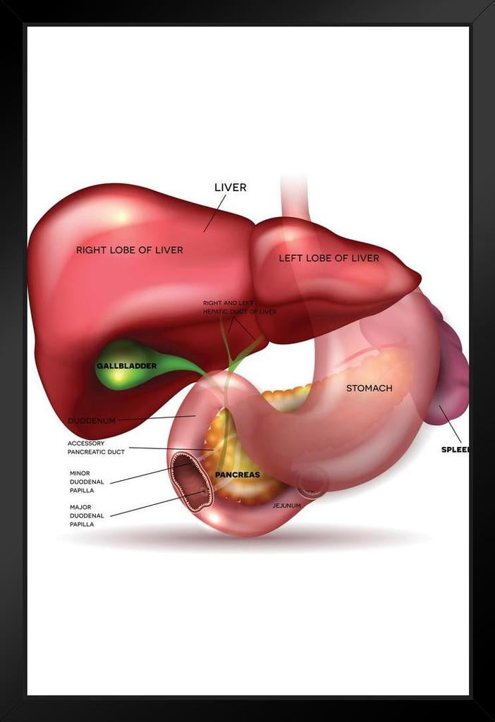 Liver Stomach Pancreas Gallbladder Spleen Detailed Anatomy Educational ...