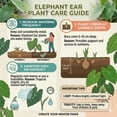 Elephant-Ear-Perennials-for-Yard-Landscaping-Bulbs-Large - Garden Stake ...