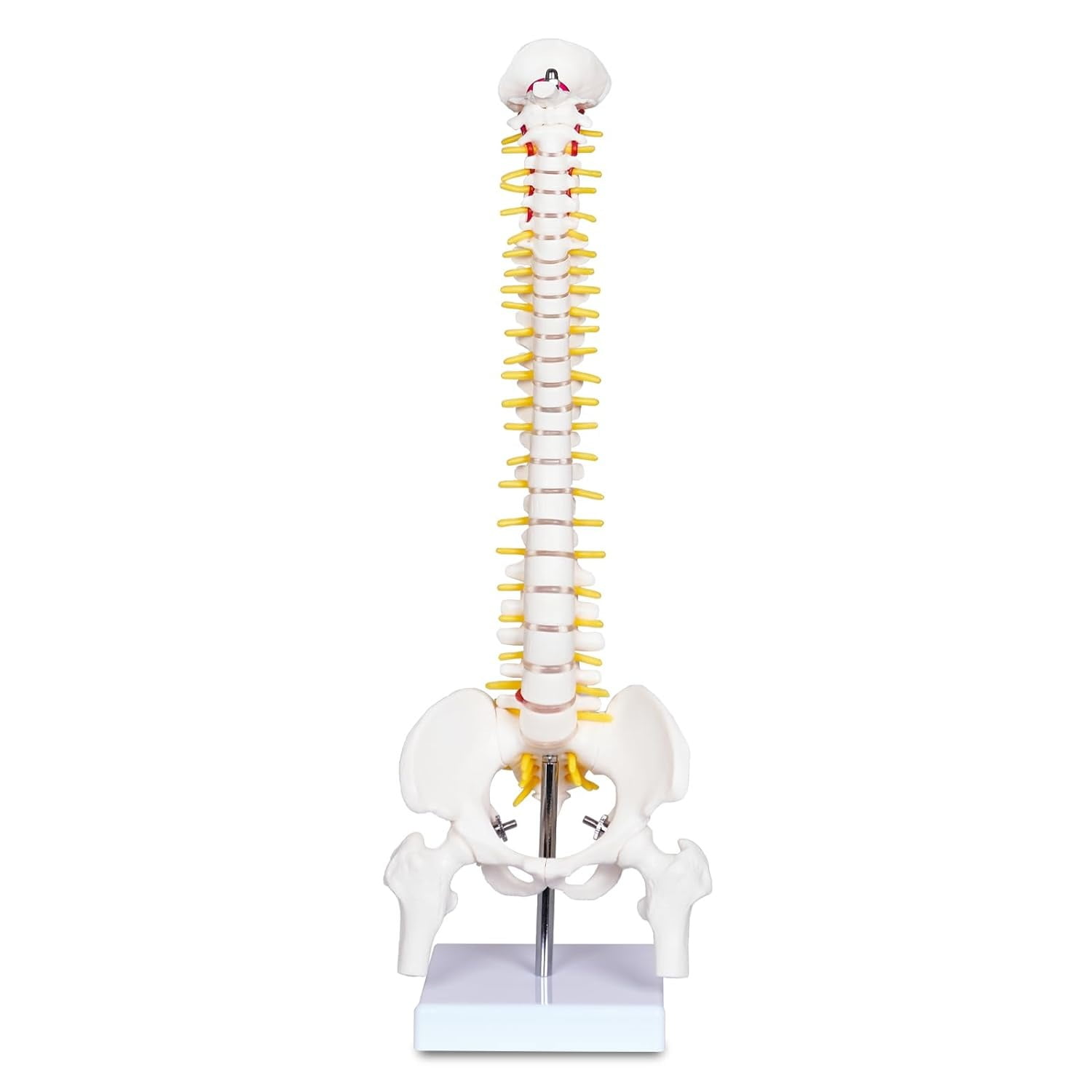 Mini modelo de columna humana para niños, modelo de anatomía de columna ...