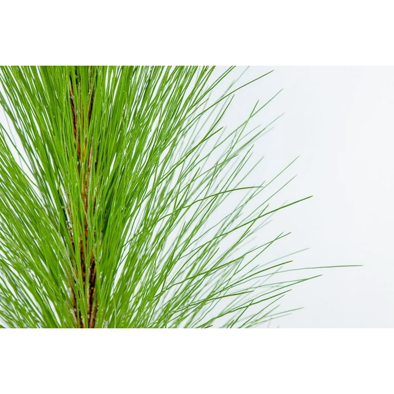 Longleaf Pine Tree Coloring Page