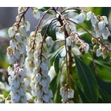 Pink Andromeda Bush Seeds for Planting (30 Seeds) - Pieris Japonica ...