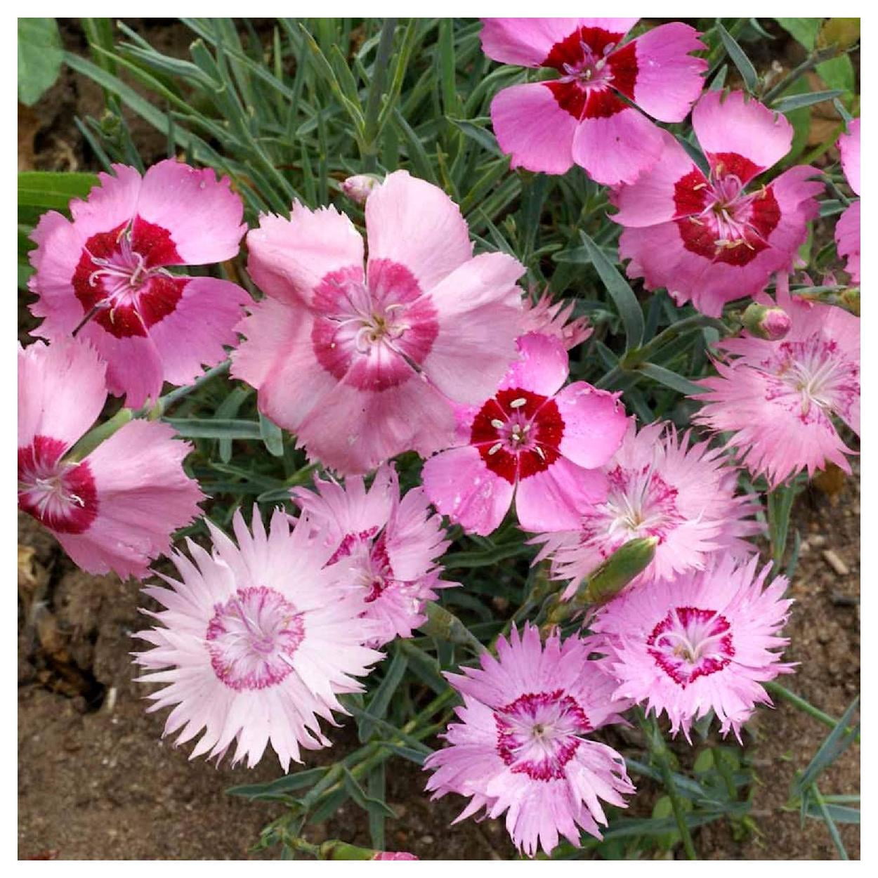 Everwilde Farms - 1 oz Cottage Pinks Garden Flower Seeds - Gold Vault ...
