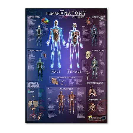Muscular & Skeletal System Anatomical Poster Set - Human Skeleton ...