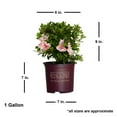 Encore Azalea Autumn Starburst (1 Gallon) Shrub with White and Pink ...