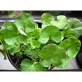50 SPADELEAF Edible Coinwort Centella Asiatica Gotu Kola Herb Pink ...