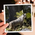 3drose, Bobcat Wildlife, Yosemite National Park, California - Us05 ...