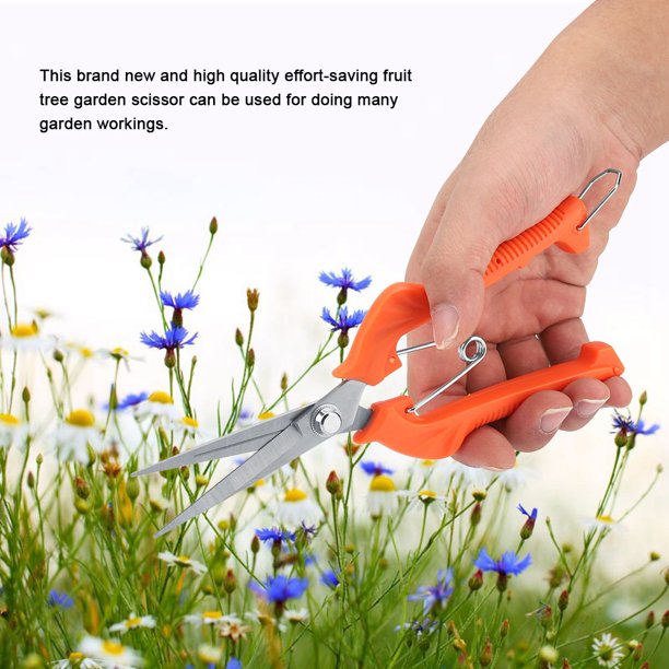 Pruning Shear, Fruit Scissor, Plastic Coating Handle Citrus For Cutting ...