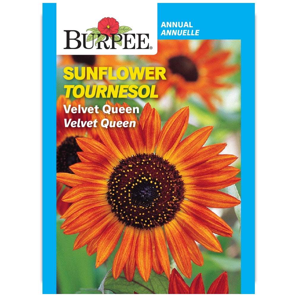 Burpee Canada Burpee Velvet Queen Sunflower