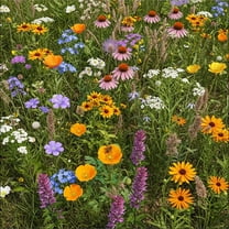 Ferry-Morse Southeast Mix Bulk Wildflower Seeds, 1lb - Walmart.com