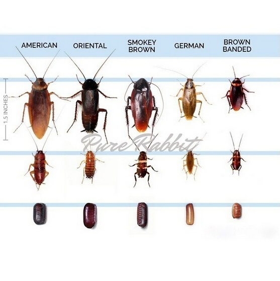 Other Weed & Pest Control Cannibal roach killer Cockroach gel bait Eliminate all roaches Non ...