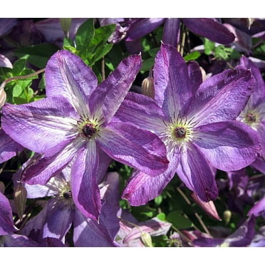 Hirt's Gardens Warsaw Midnight Showers Clematis Vine, Purple, 2.5" Pot ...