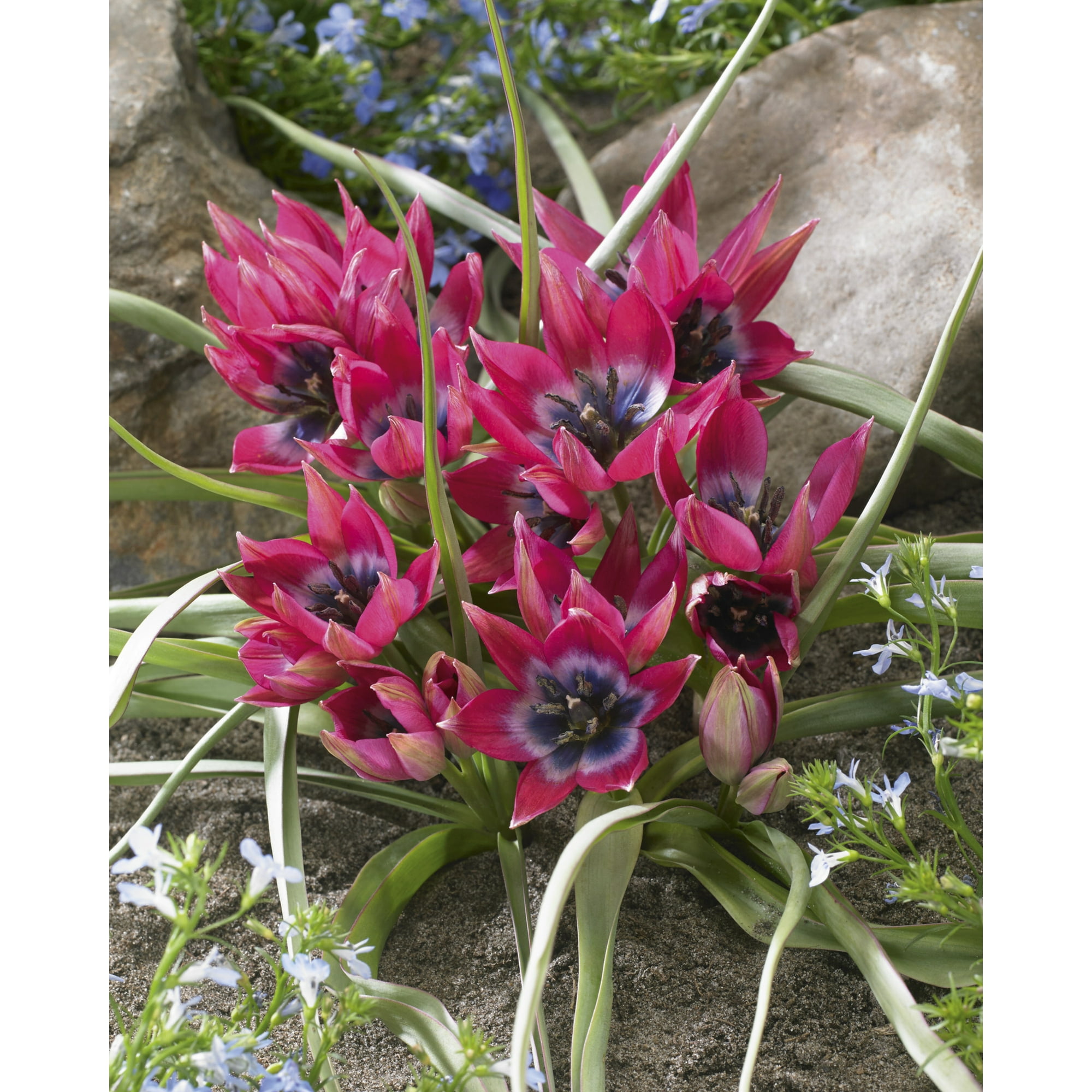 Click here for Tasc Tulip ‘little Beauty Perennial Flower Bulb prices